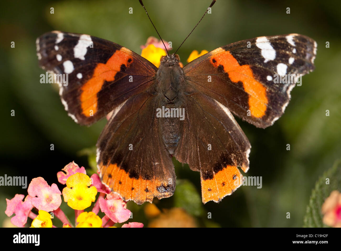 Indian red admiral butterfly vanessa hi-res stock photography and ...