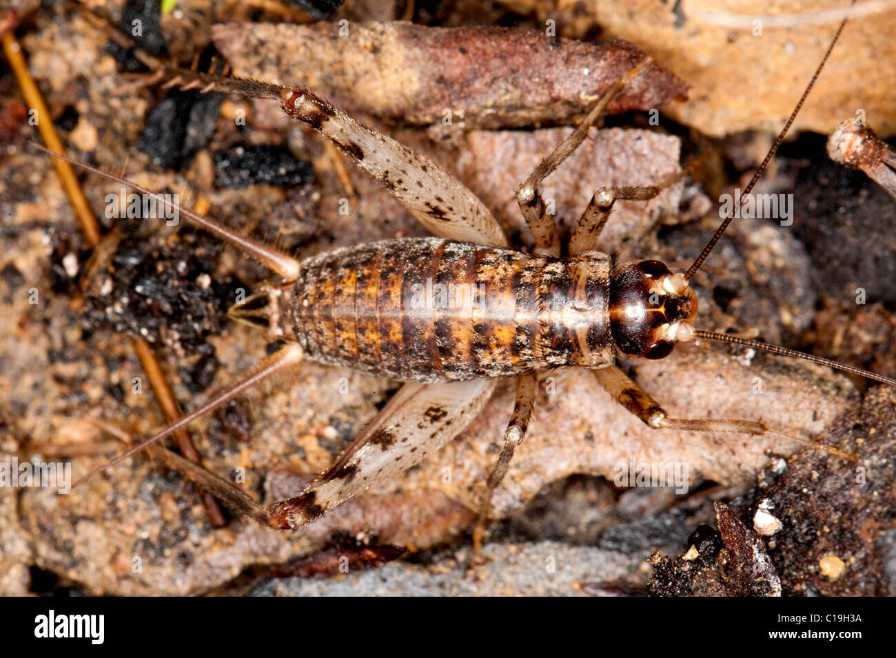 Cricket beetle hi-res stock photography and images - Alamy