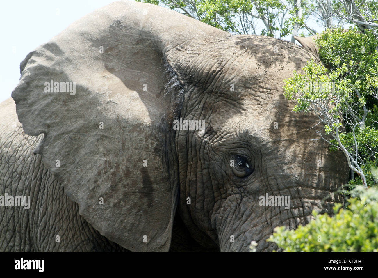 GREY AFRICAN ELEPHANT ADDO NATIONAL PARK SOUTH AFRICA 30 January 2011 ...