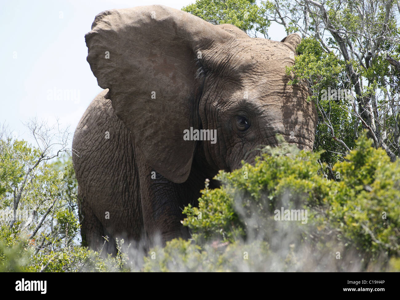 GREY AFRICAN ELEPHANT ADDO NATIONAL PARK SOUTH AFRICA 30 January 2011 ...