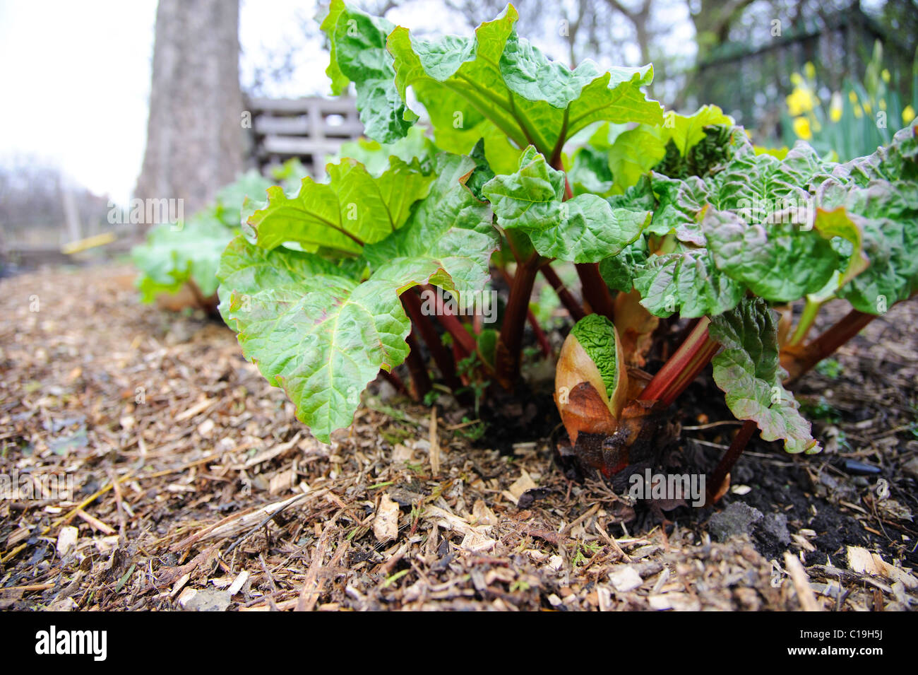 Young rhubarb hi-res stock photography and images - Alamy