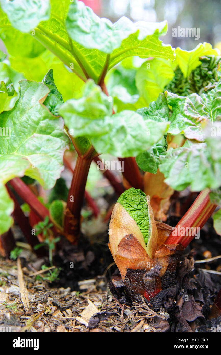Young rhubarb shoots in a spring allotment Stock Photo - Alamy