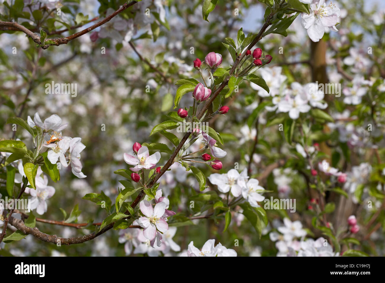 Golden apple tree flower lleida hi-res stock photography and images - Alamy