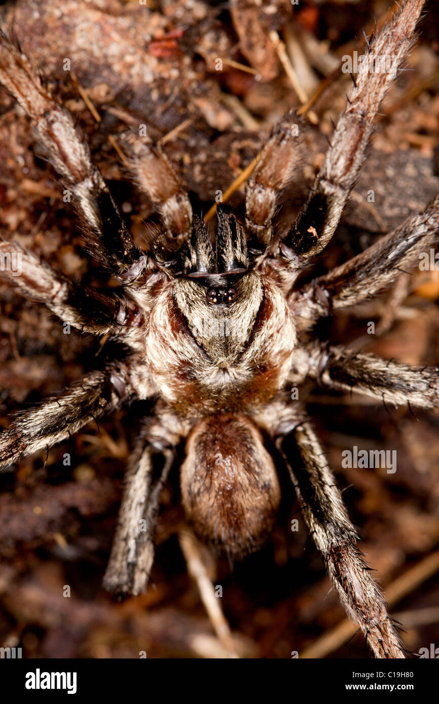 Close up view of a spider on a decaying wooden tree on the forest Stock ...