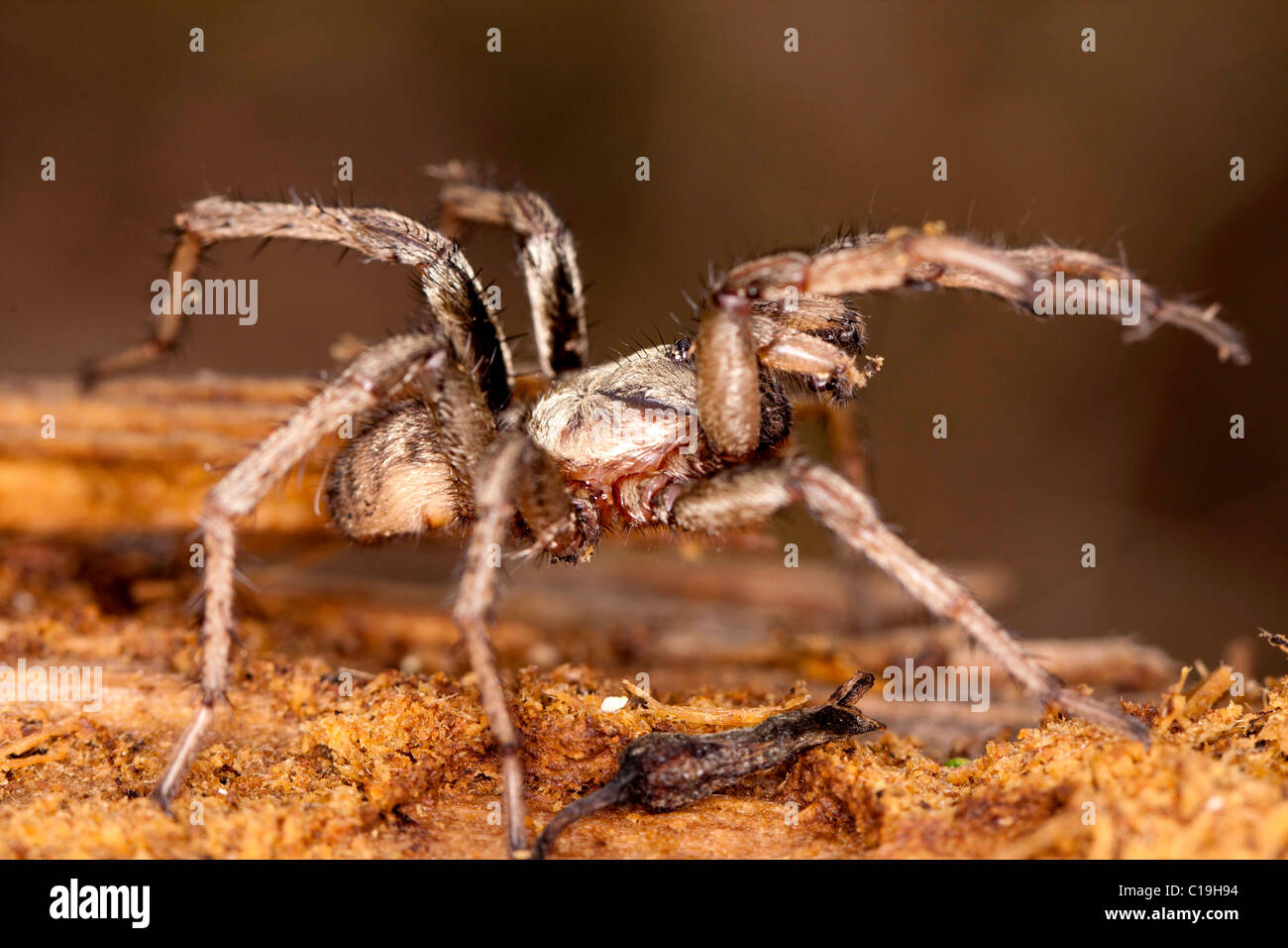 Close up view of a spider on a decaying wooden tree on the forest Stock ...