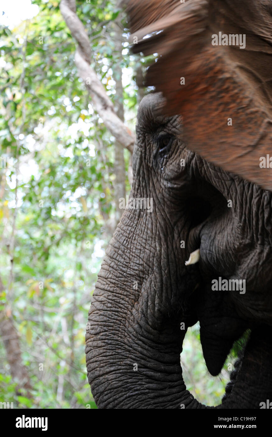Sick elephant hi-res stock photography and images - Alamy