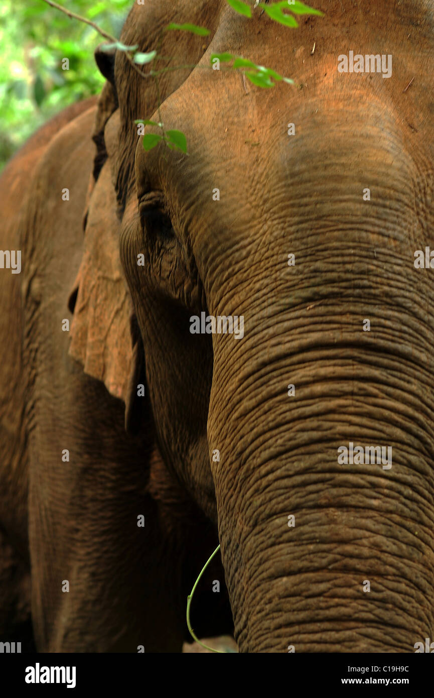 Sick elephant hi-res stock photography and images - Alamy