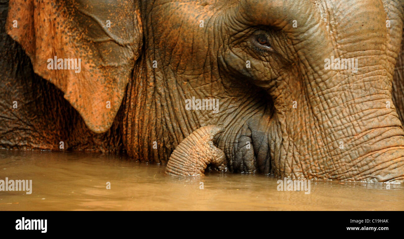 Elephant at a sanctuary for sick and injured elephants who have been ...