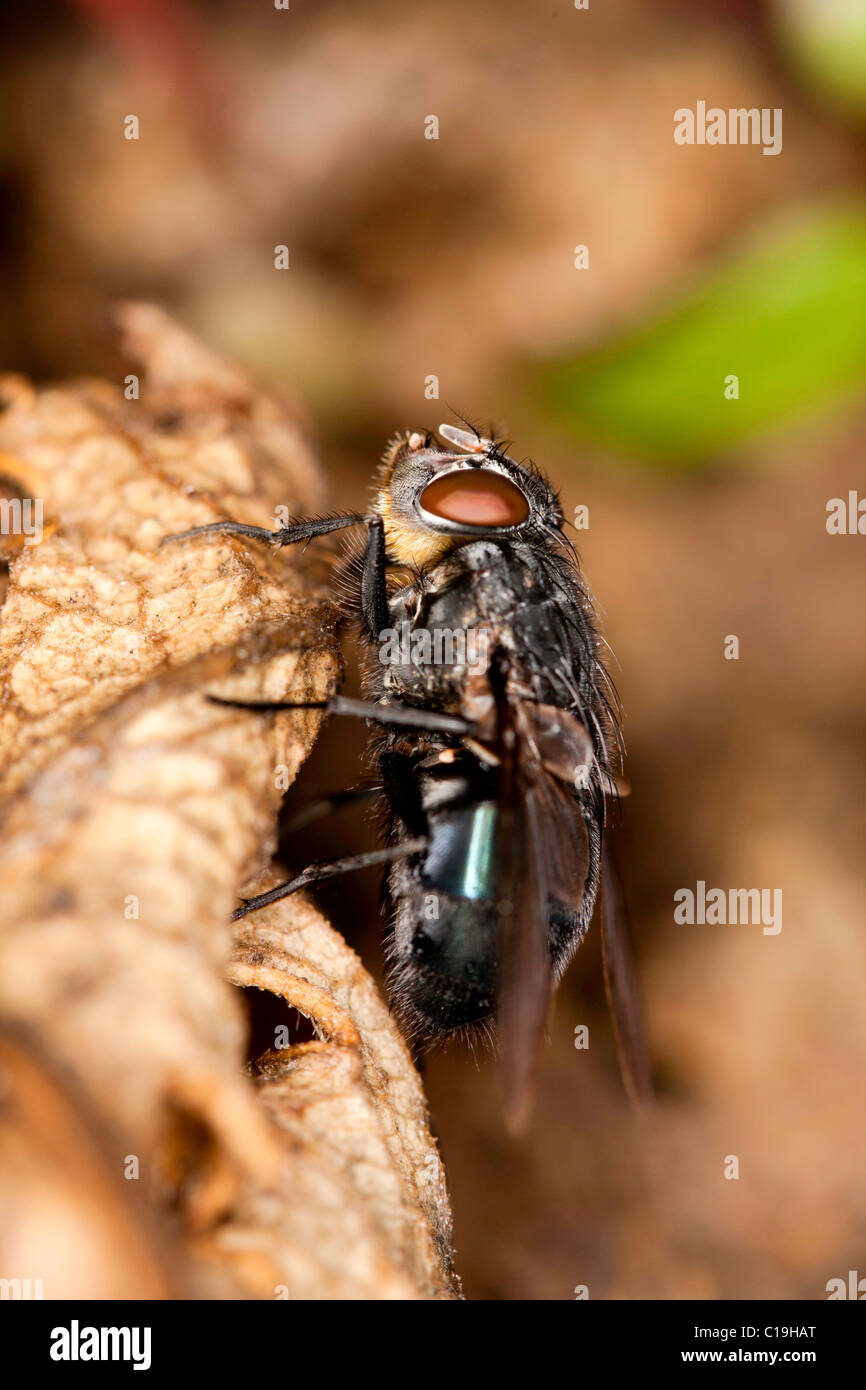 European blowfly hi-res stock photography and images - Alamy