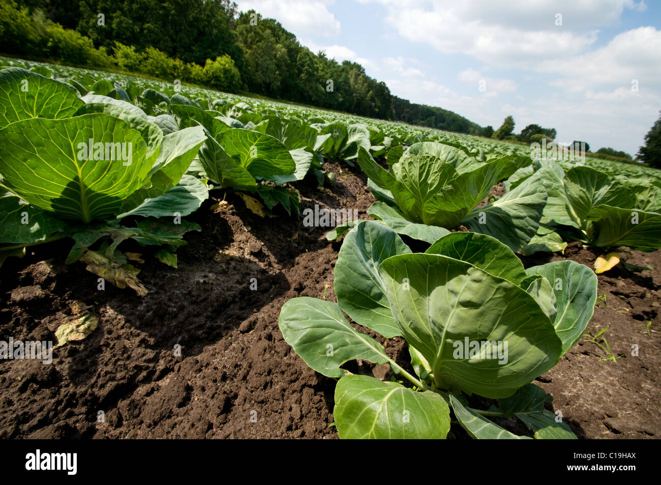 Ground field hi-res stock photography and images - Alamy