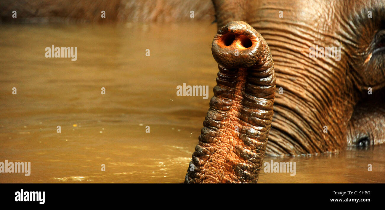 Elephant bathing hi-res stock photography and images - Alamy