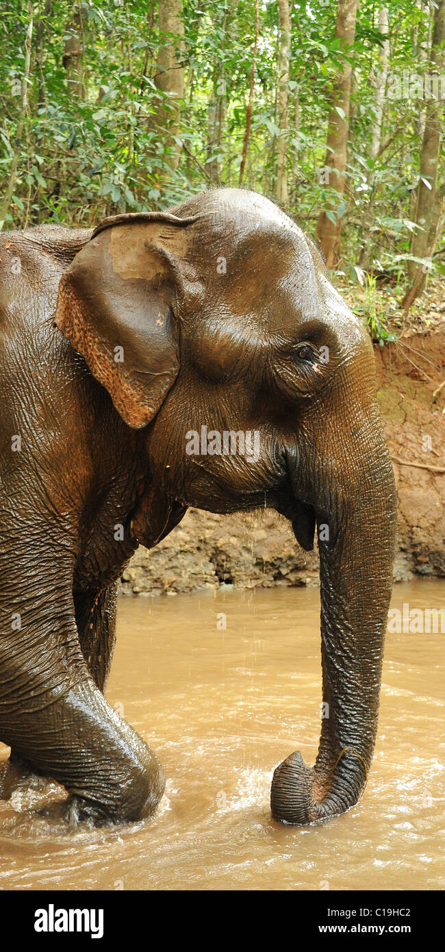 Cambodia elephant sanctuary hi-res stock photography and images - Alamy