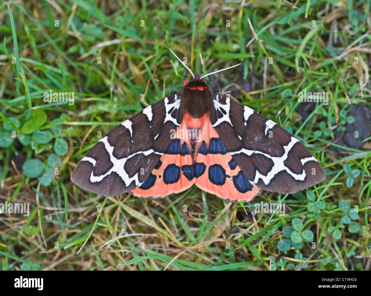 Tiger moth hi-res stock photography and images - Alamy