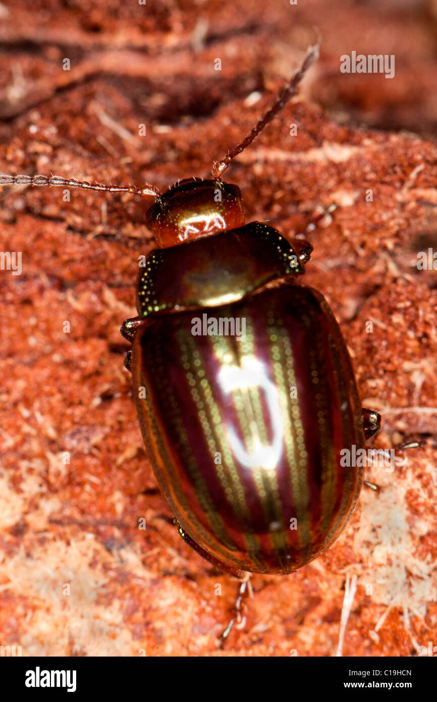 Black And Gold Beetle High Resolution Stock Photography and Images - Alamy