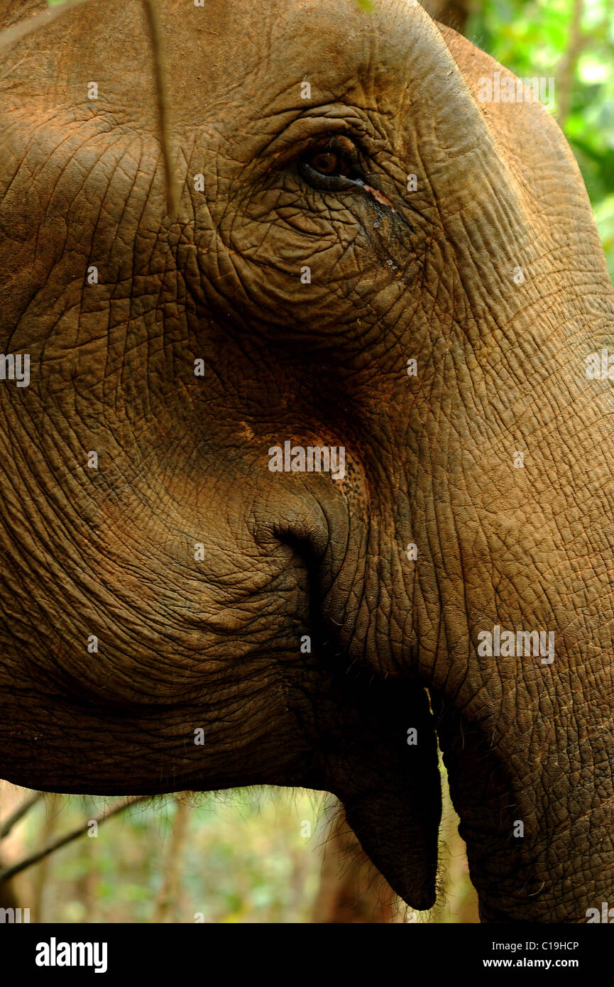 Elephant at a sanctuary for sick and injured elephants who have been ...