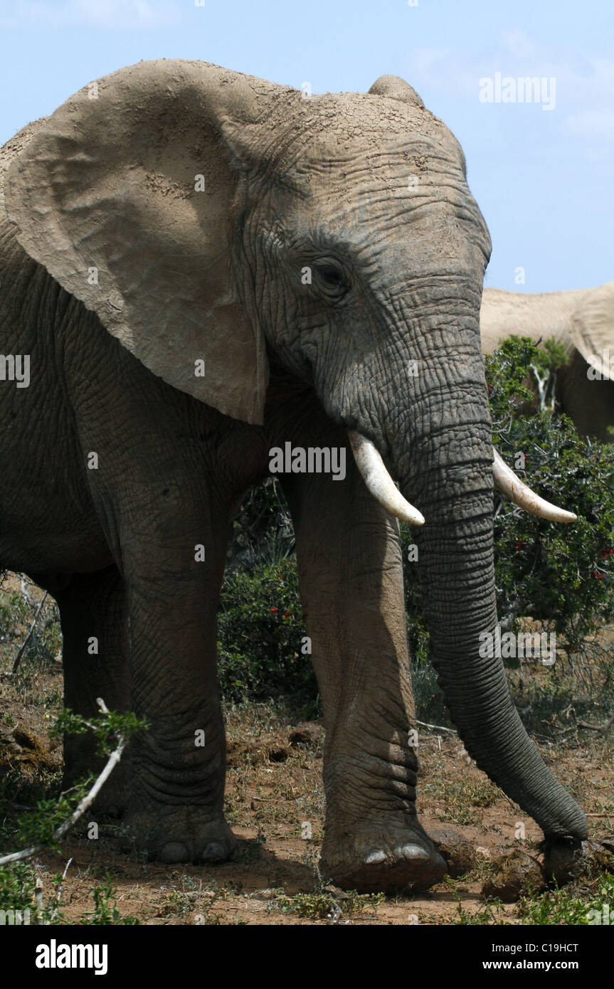 GREY AFRICAN ELEPHANT ADDO NATIONAL PARK SOUTH AFRICA 30 January 2011 ...