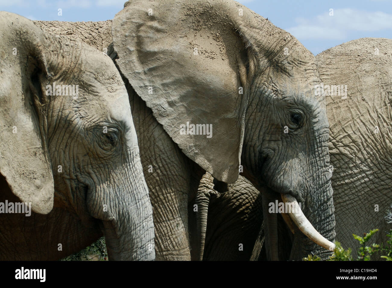 GREY & BROWN AFRICAN ELEPHANTS ADDO NATIONAL PARK SOUTH AFRICA 30 ...