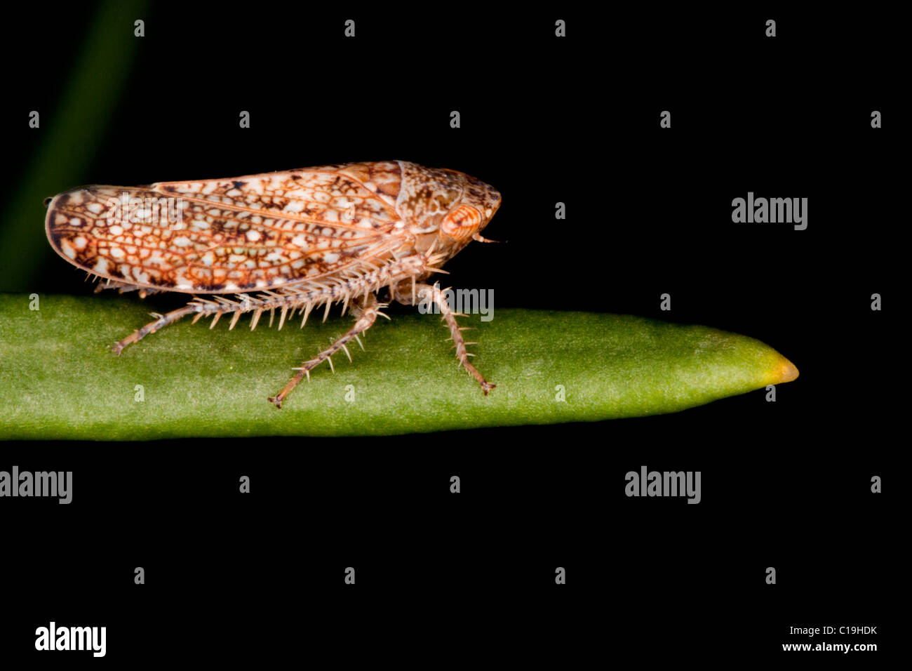 Green Planthopper High Resolution Stock Photography and Images - Alamy