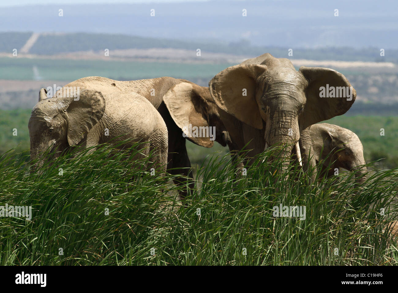GREY & BROWN AFRICAN ELEPHANTS ADDO NATIONAL PARK SOUTH AFRICA 30 ...