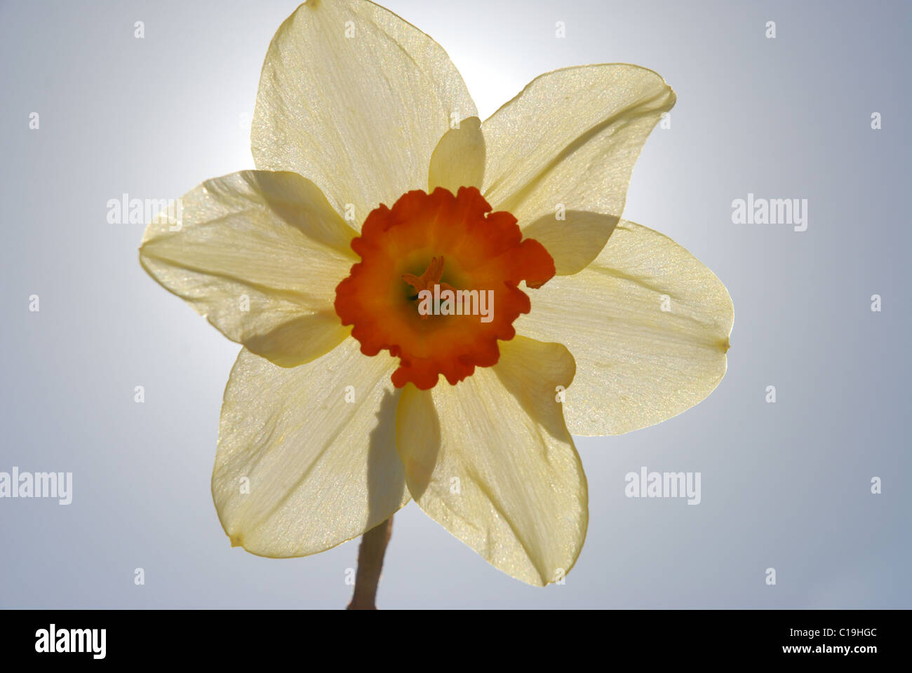 Back lit daffodils hi-res stock photography and images - Alamy