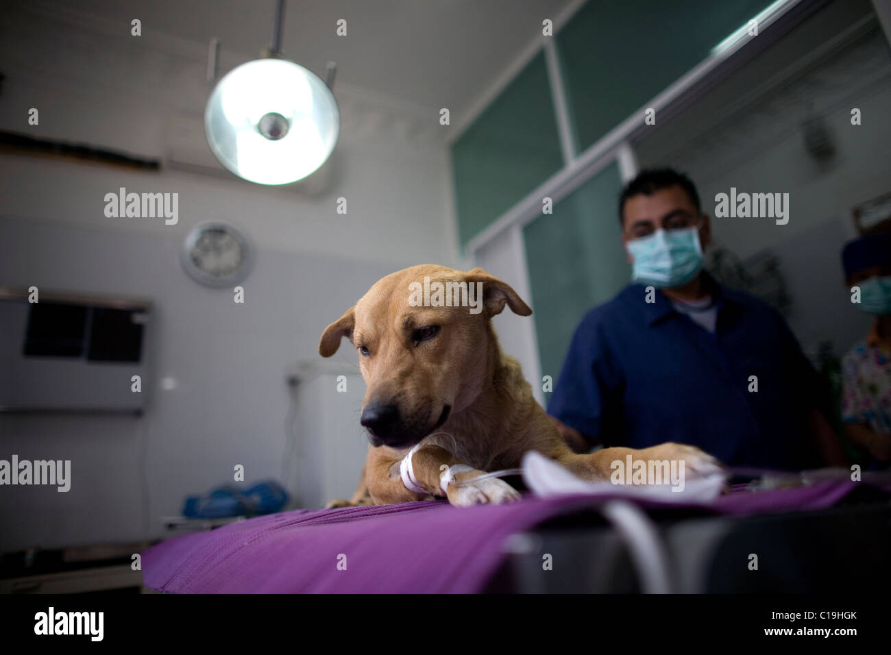 A veterinarian pass by a dog before a surgery at the operating room of ...
