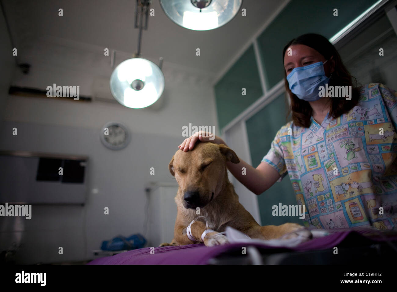 A veterinarian strokes a dog before a surgery at the operating room of ...