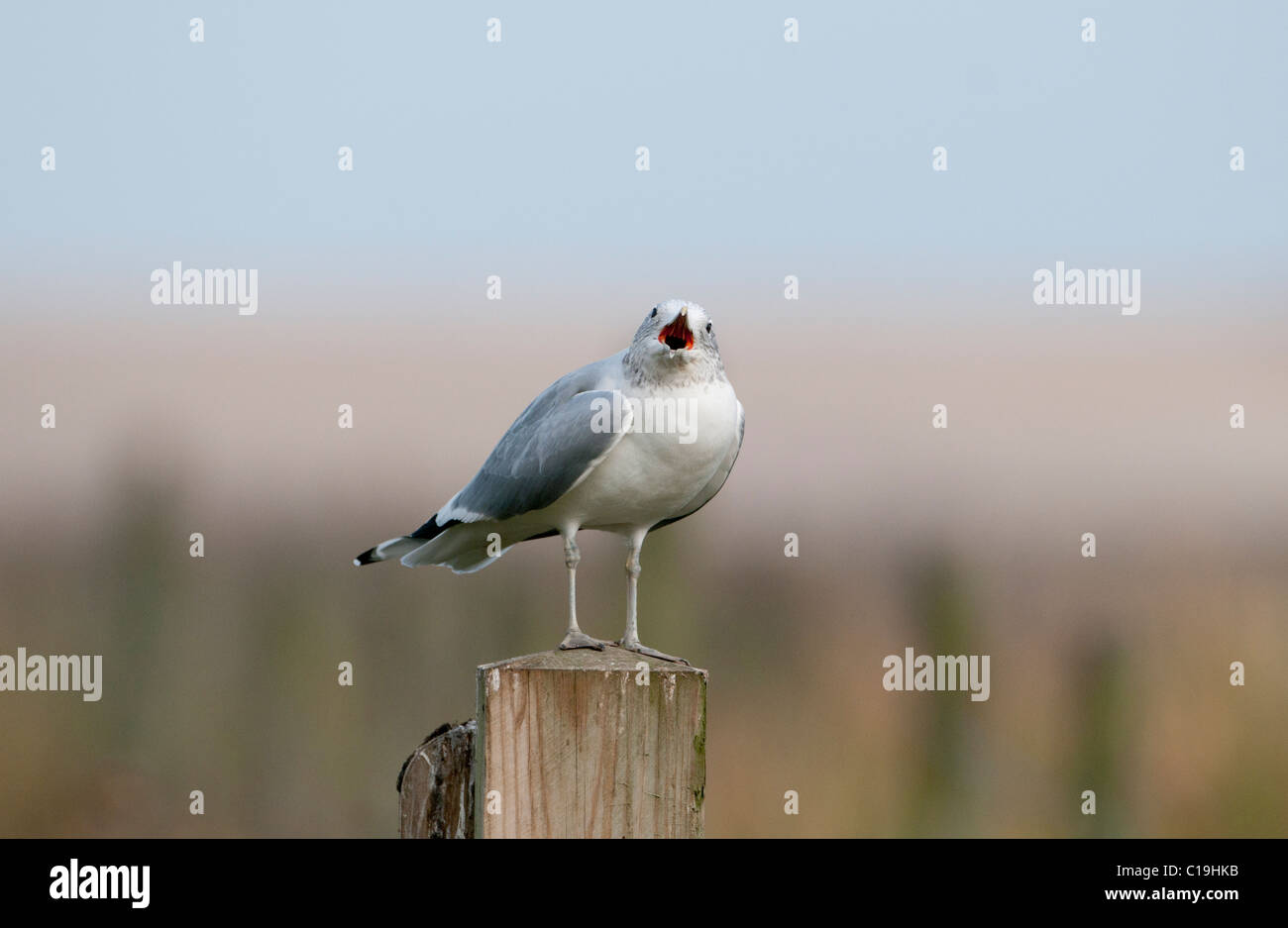 Common gull hi-res stock photography and images - Alamy