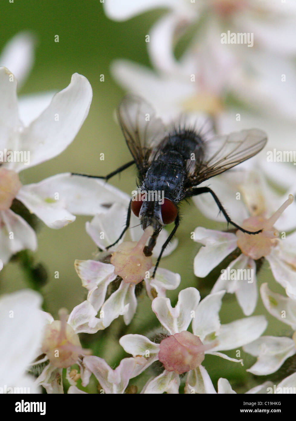 Bluebottle Fly, Calliphora erythrocephala, Calliphoridae, Diptera ...