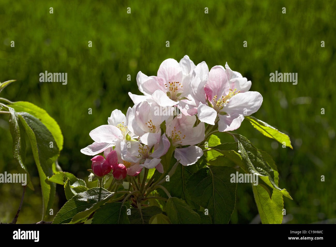Golden apple tree flower lleida hi-res stock photography and images - Alamy