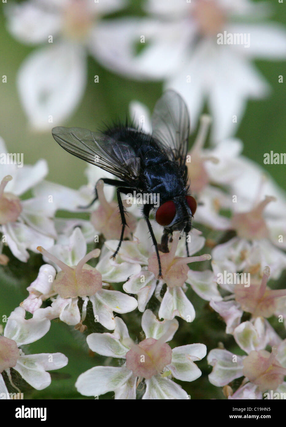 Bluebottle Fly, Calliphora erythrocephala, Calliphoridae, Diptera ...