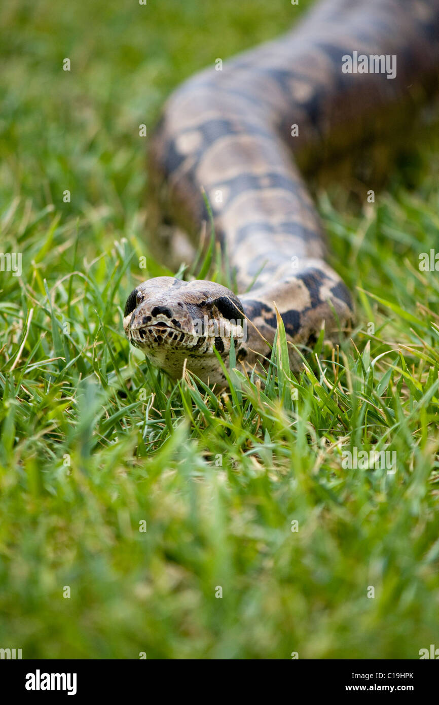 View of the head of a boa constrictor snake sliding on the grass Stock ...