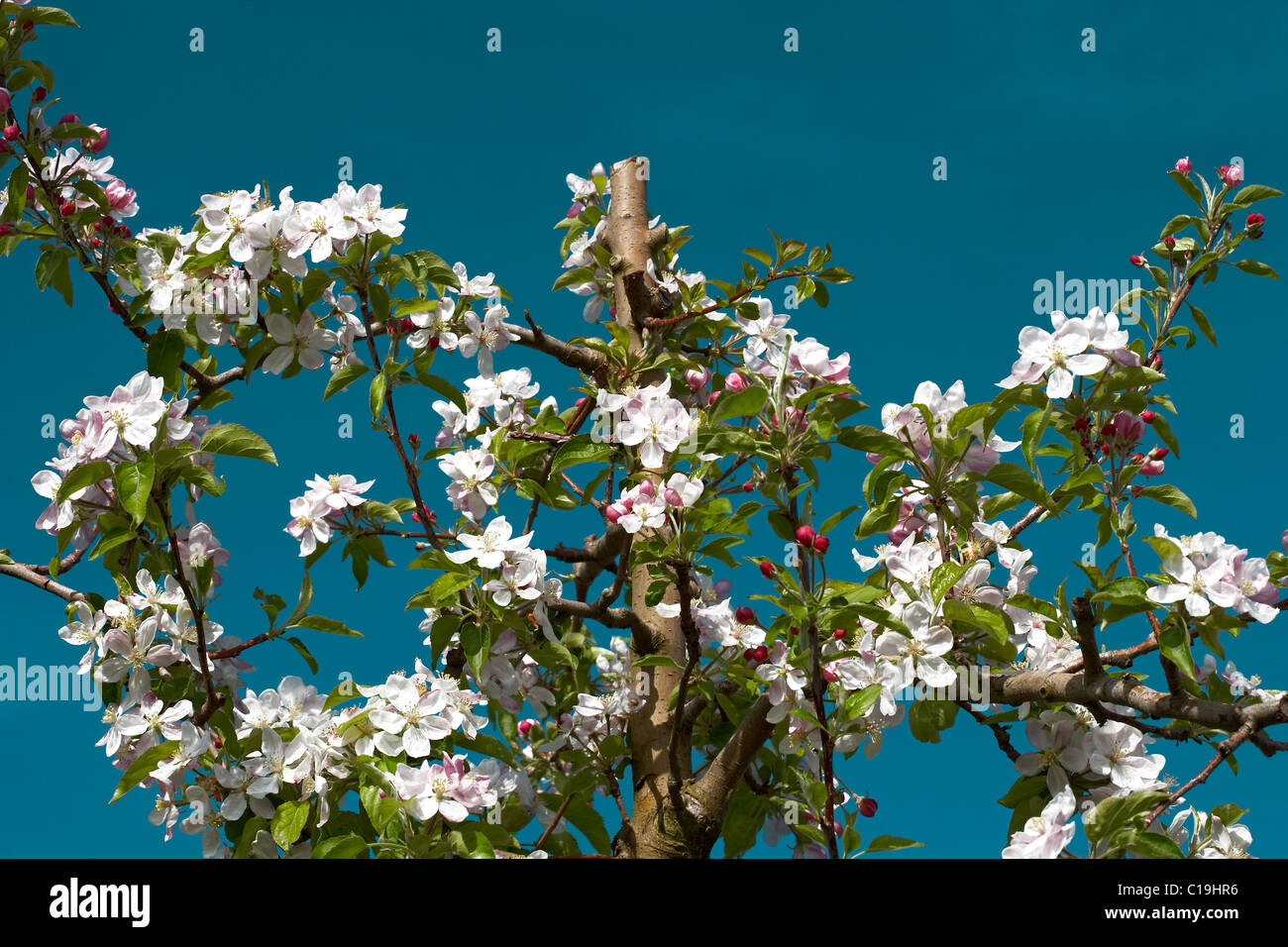Golden apple tree flower lleida hi-res stock photography and images - Alamy