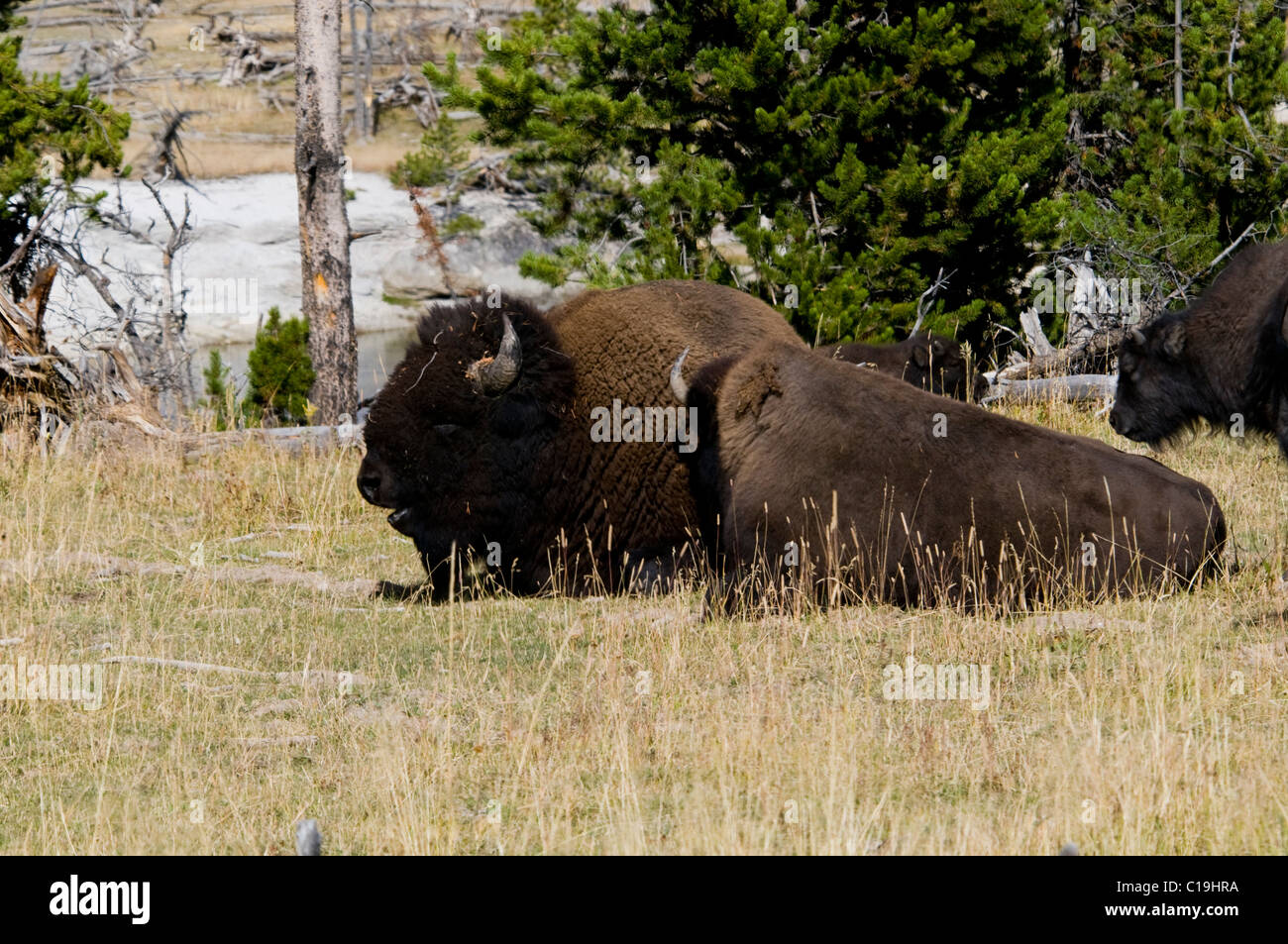 Hunted to extinction by indians hi-res stock photography and images - Alamy