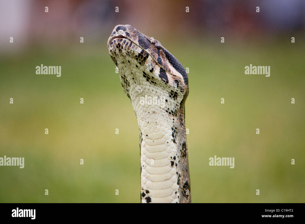 View of the head of a boa constrictor snake trying to sniff on the air ...