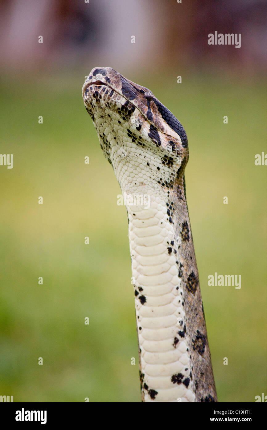 View of the head of a boa constrictor snake trying to sniff on the air ...