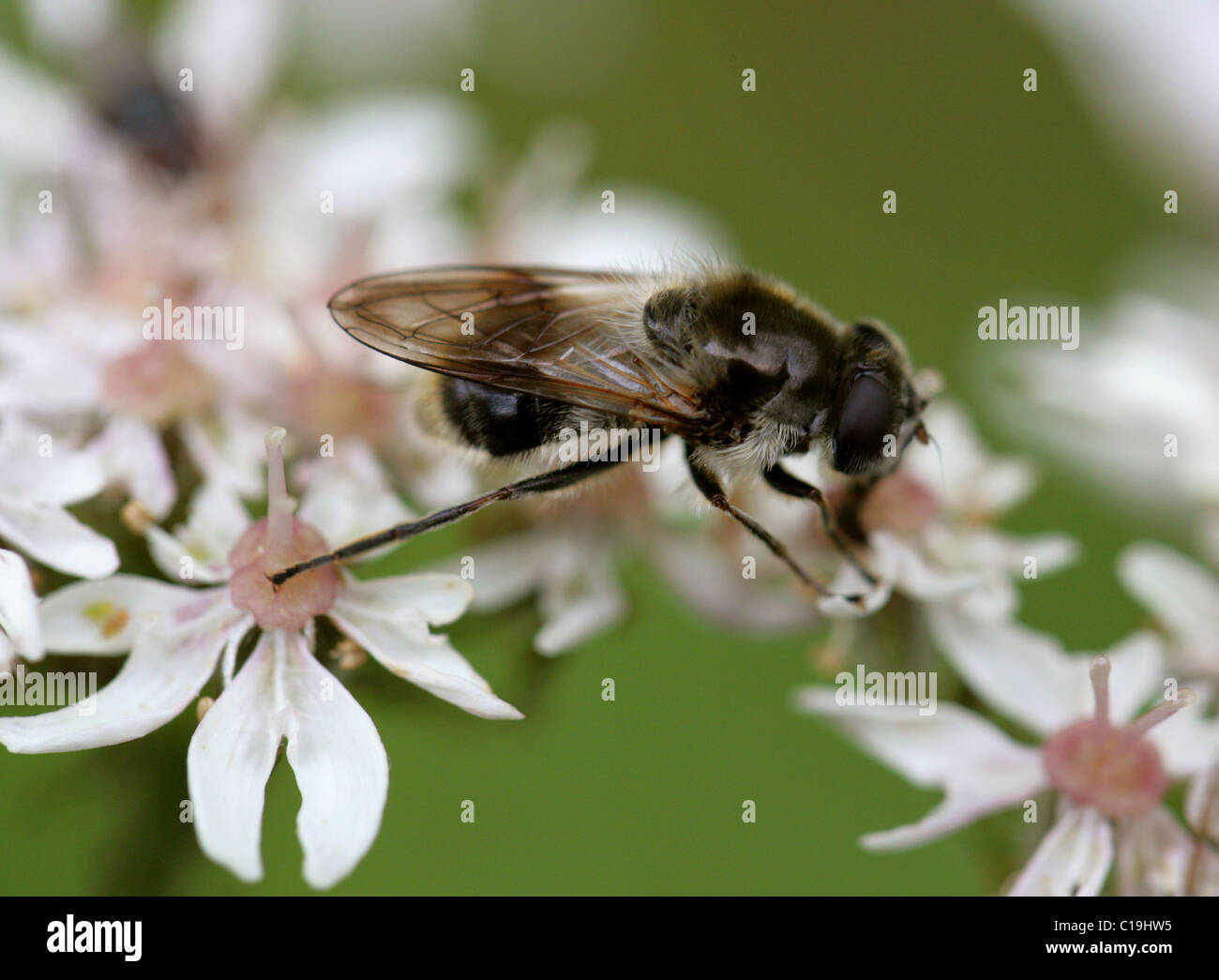 Bee Mimic Hoverfly, Cheilosia illustrata, Syrphidae, Diptera. Species ...