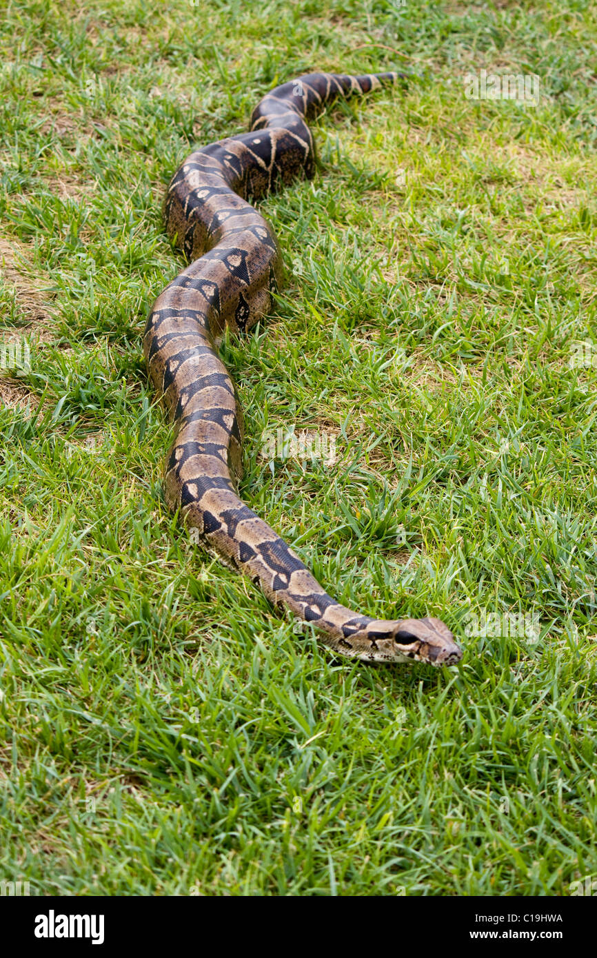 Full body boa constrictor hi-res stock photography and images - Alamy