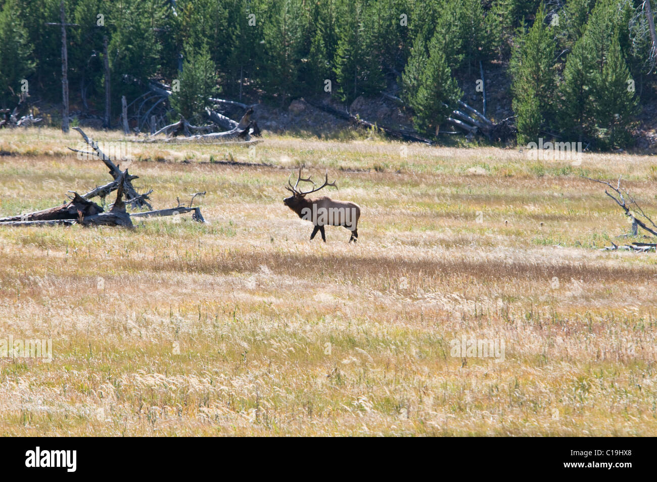 Bull elk bellowing hi-res stock photography and images - Alamy
