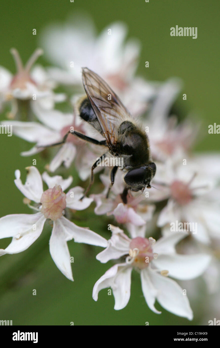 Bee Mimic Hoverfly, Cheilosia illustrata, Syrphidae, Diptera. Species ...