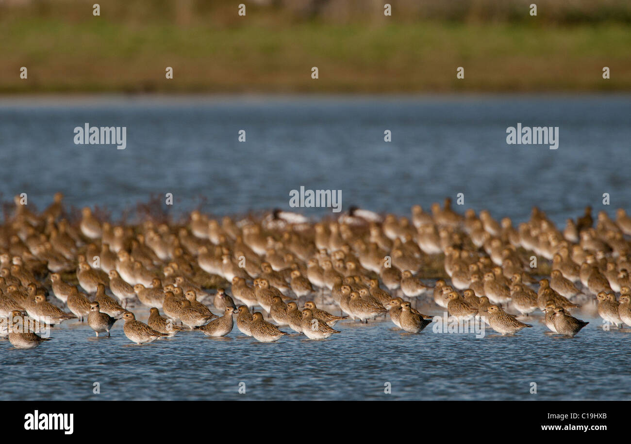 Golden plover golden plovers flock pluvialis apricaria hi-res stock ...