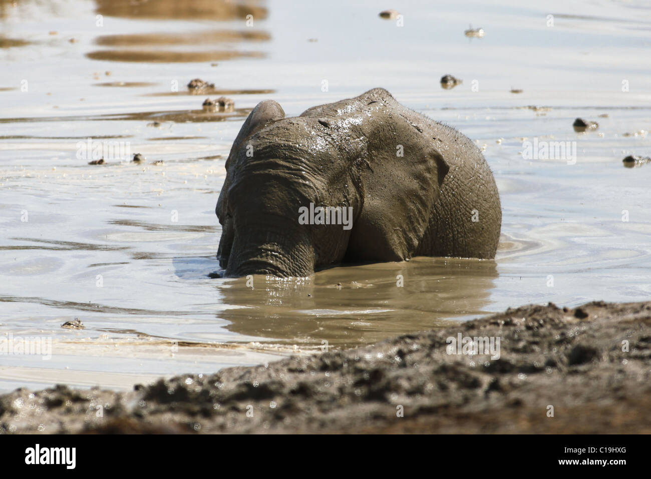 GREY AFRICAN ELEPHANT IN WATERHOLE ADDO NATIONAL PARK SOUTH AFRICA 30 ...