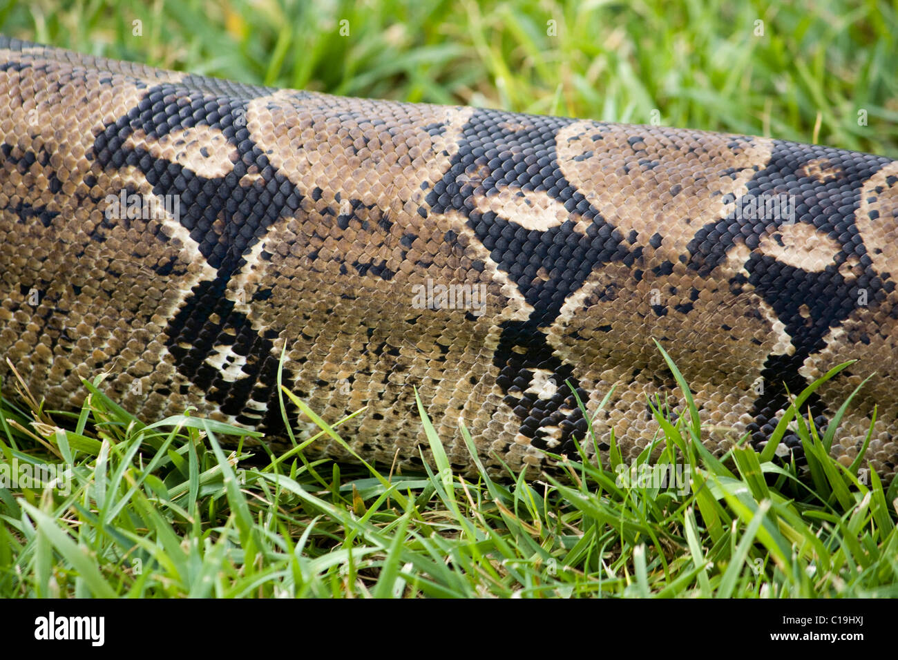 Partial view of the body and skin of a boa constrictor snake Stock ...