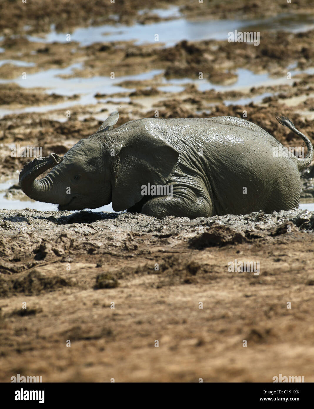YOUNG GREY AFRICAN ELEPHANT ADDO NATIONAL PARK SOUTH AFRICA 30 January ...