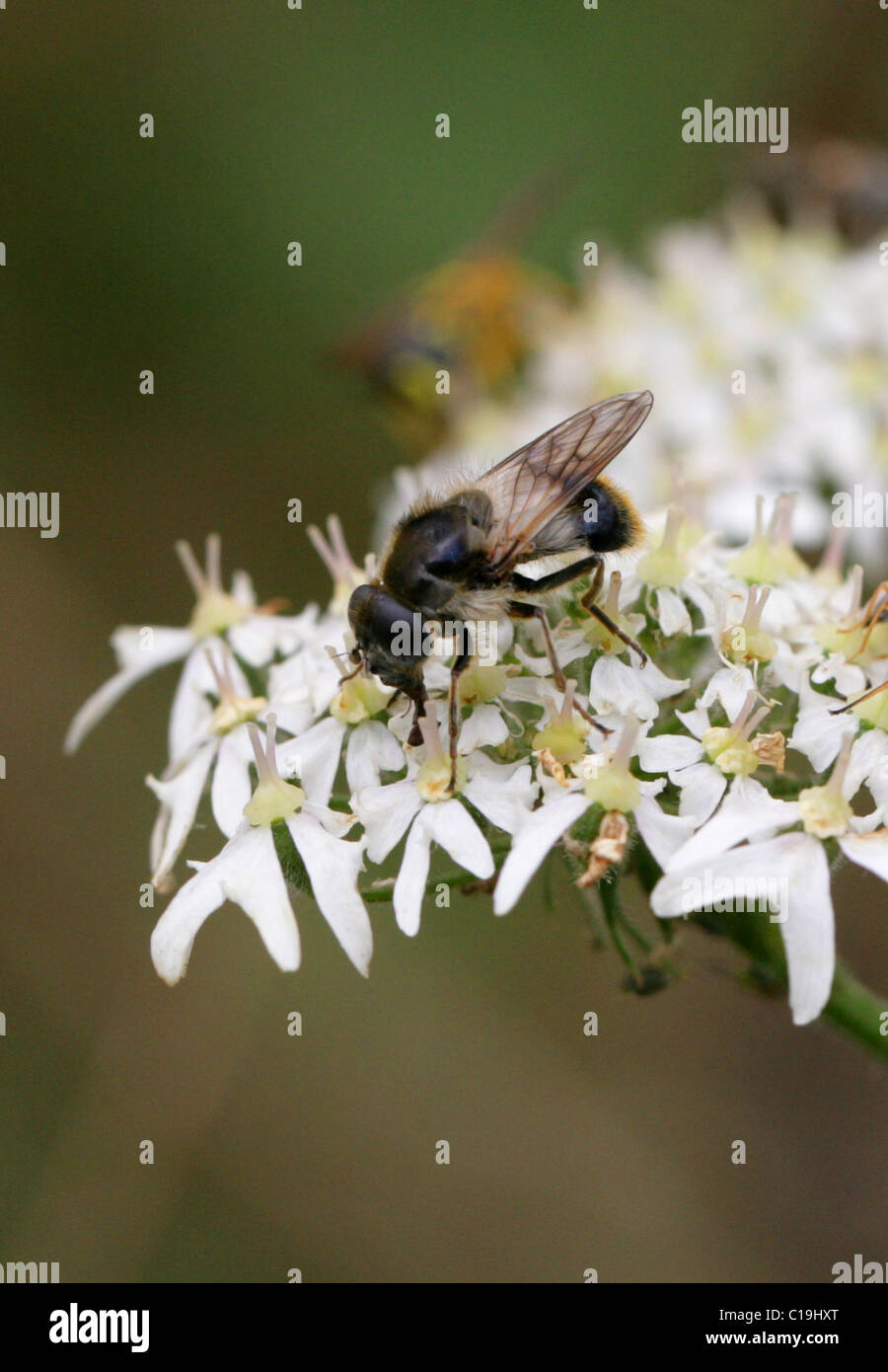 Bee Mimic Hoverfly, Cheilosia illustrata, Syrphidae, Diptera. Species ...