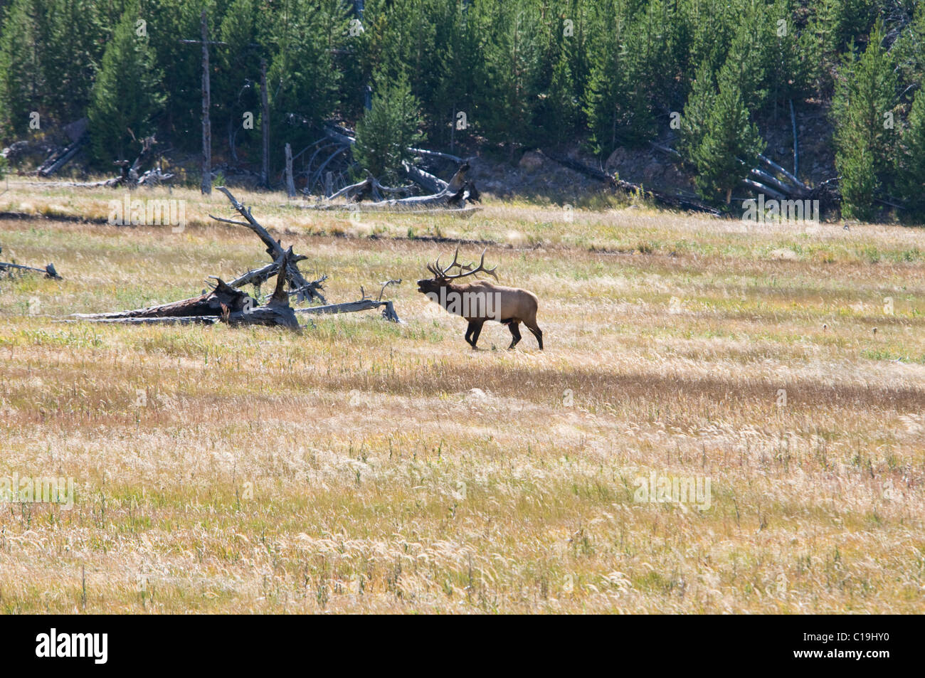 Bull elk bellowing hi-res stock photography and images - Alamy