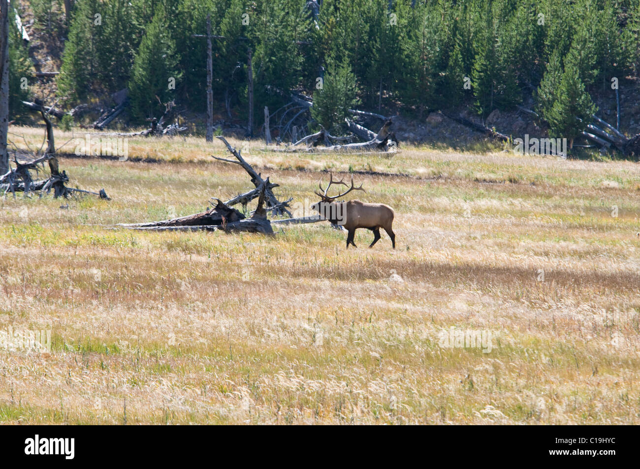 Yellowstone wolf elk hi-res stock photography and images - Alamy