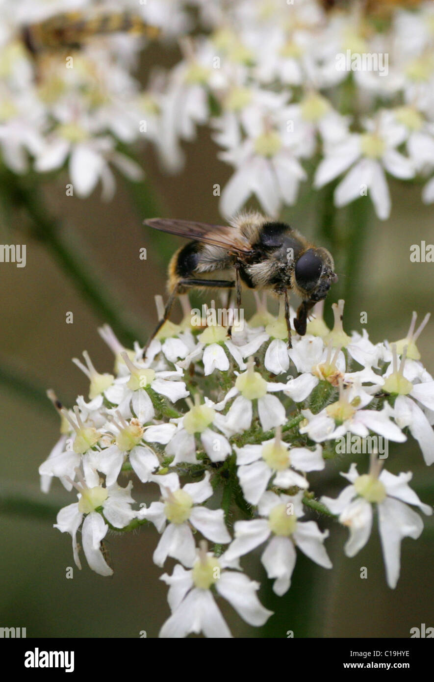 Bee Mimic Hoverfly, Cheilosia illustrata, Syrphidae, Diptera. Species ...