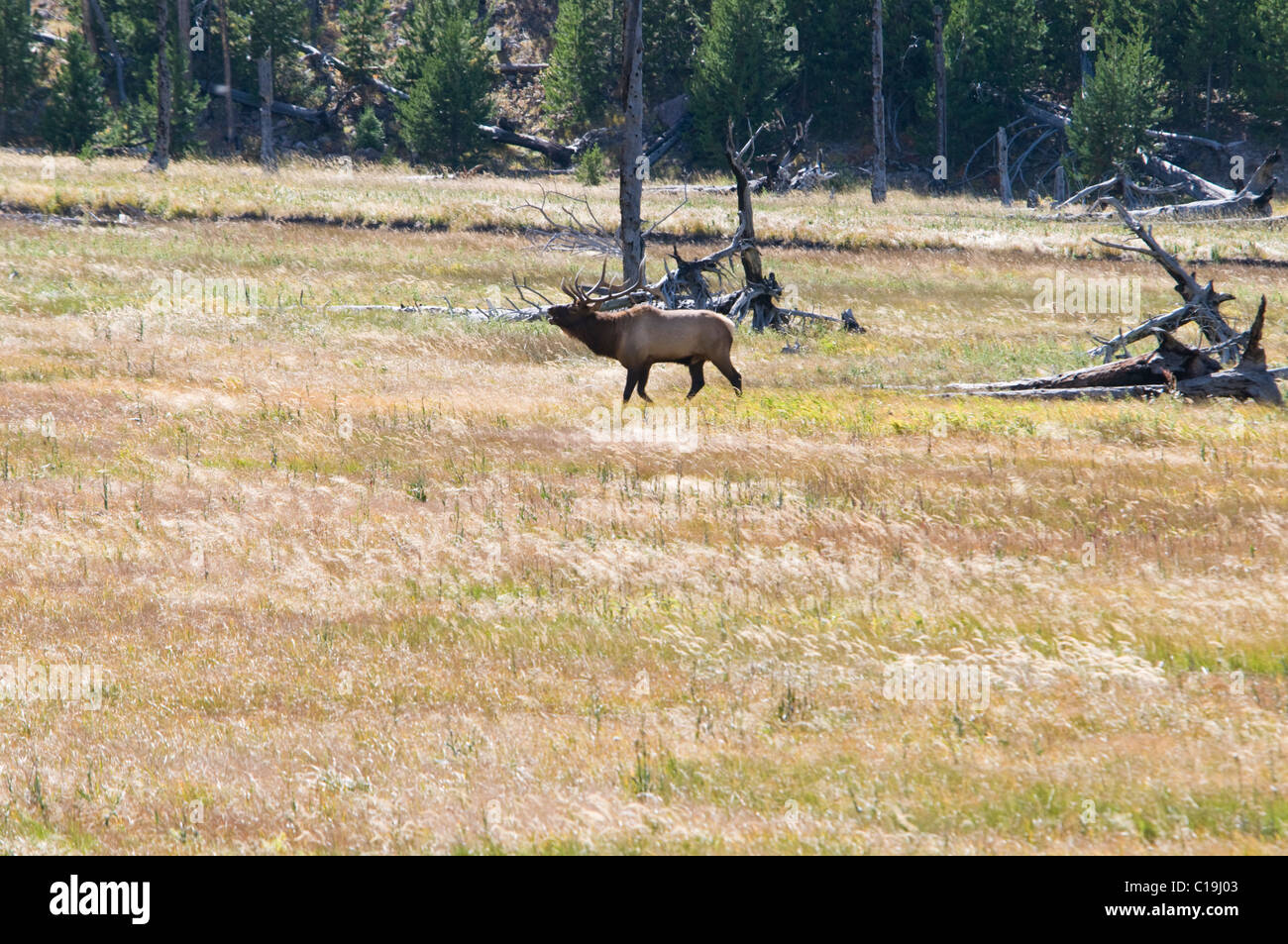 Yellowstone wolf elk hi-res stock photography and images - Alamy