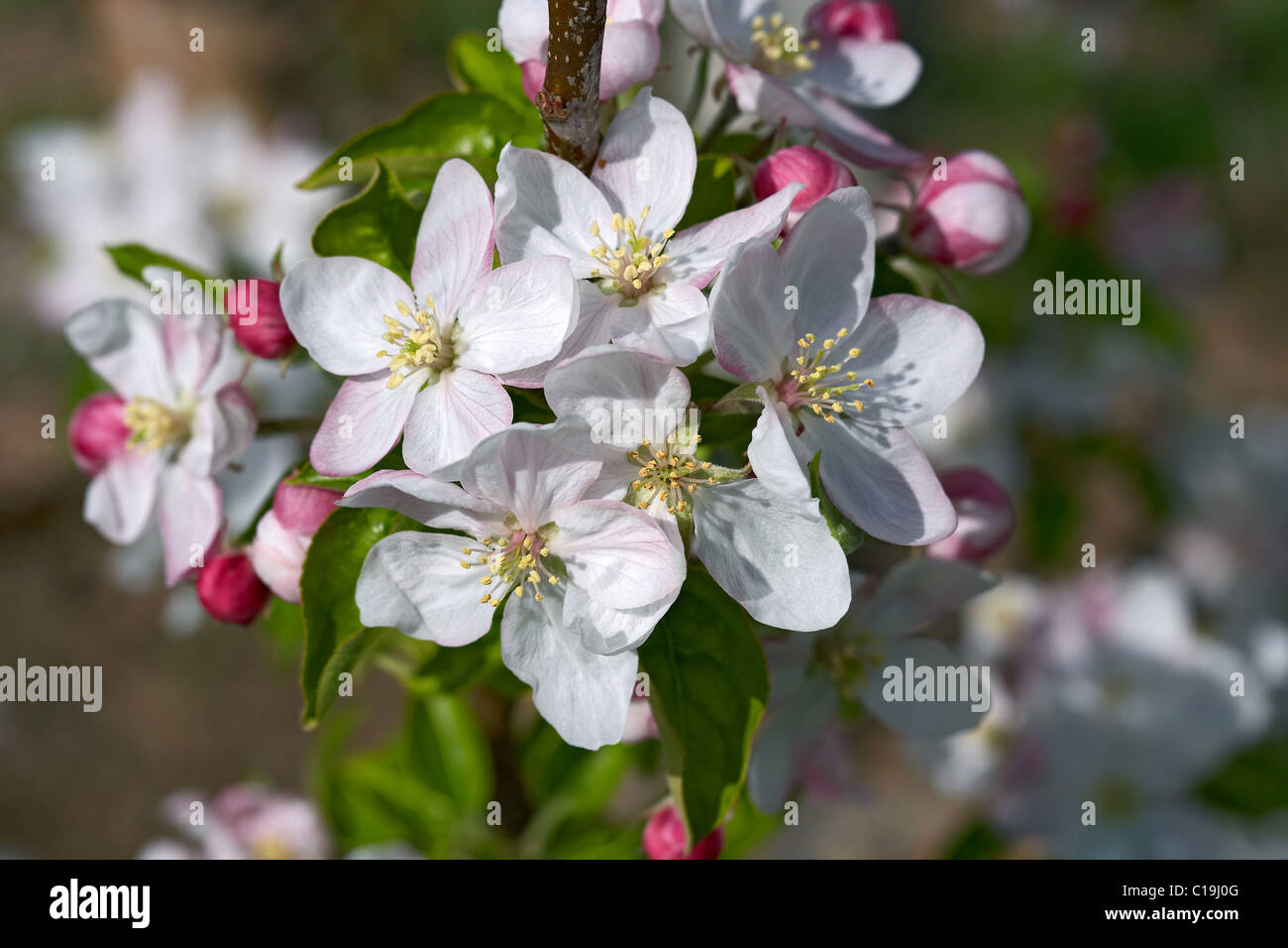 Golden apple tree flower lleida hi-res stock photography and images - Alamy