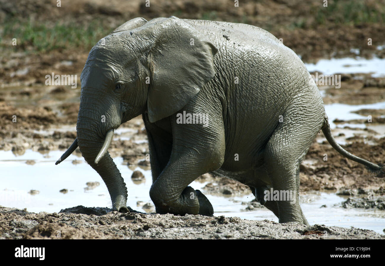 YOUNG GREY AFRICAN ELEPHANT ADDO NATIONAL PARK SOUTH AFRICA 30 January ...